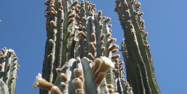 EL TESORO DEL DESIERTO - Pitaya Sonorense - Sonora Silvestre